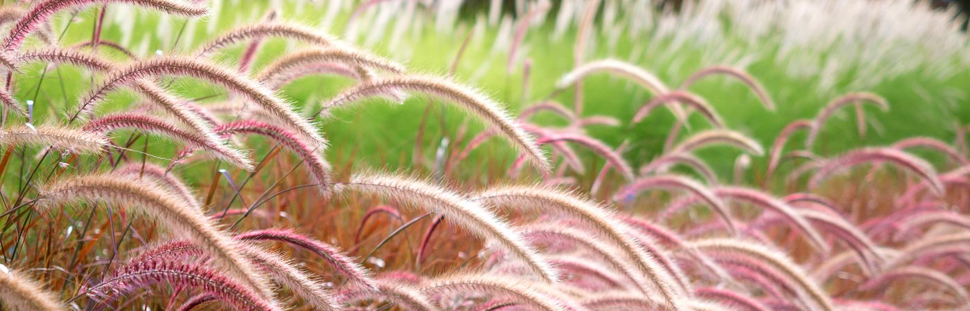 Grasses – Plants4Home