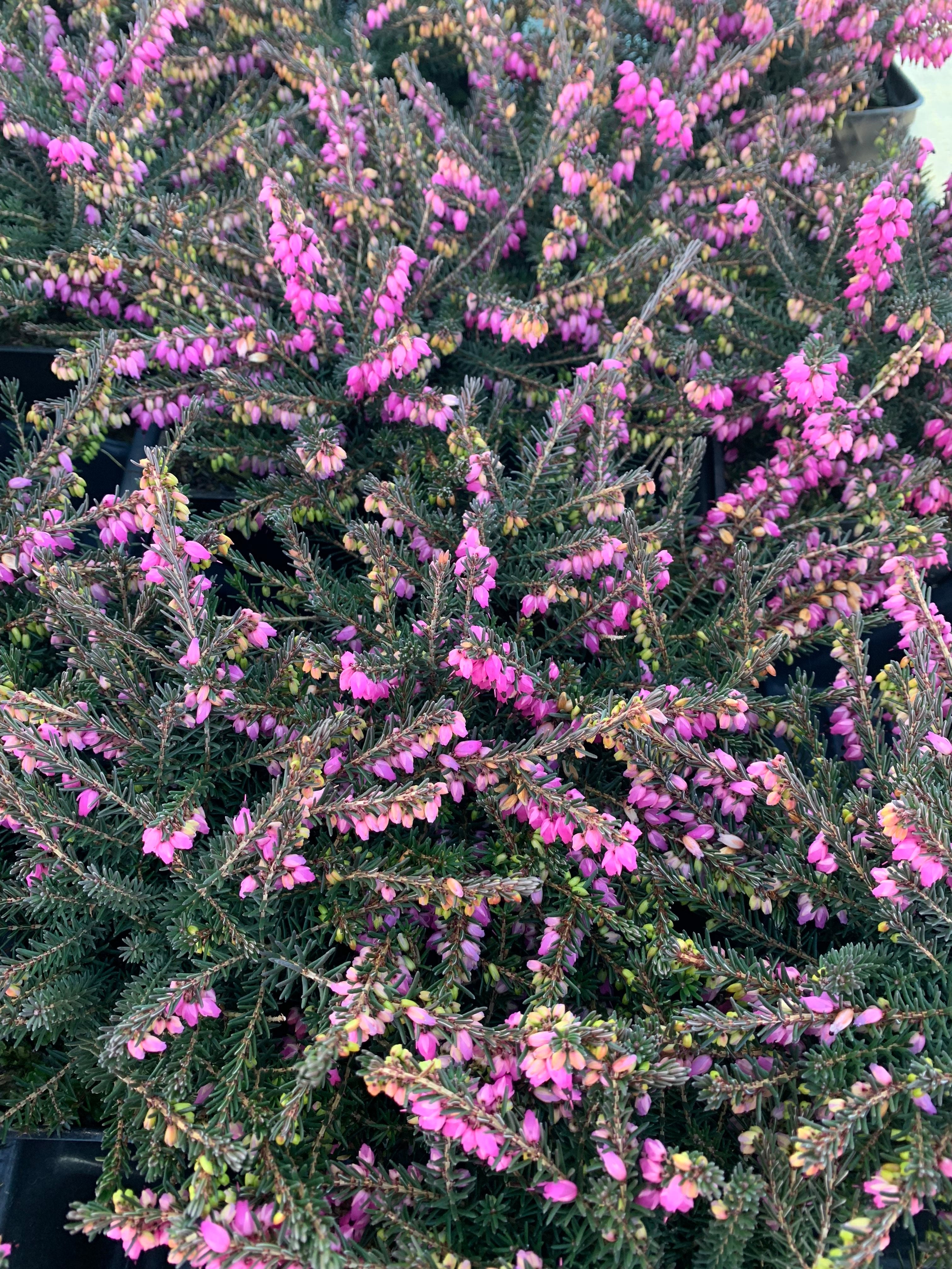 Erica ‘Kramer’s Rote’ | Bold Crimson Heather for Winter Gardens ...