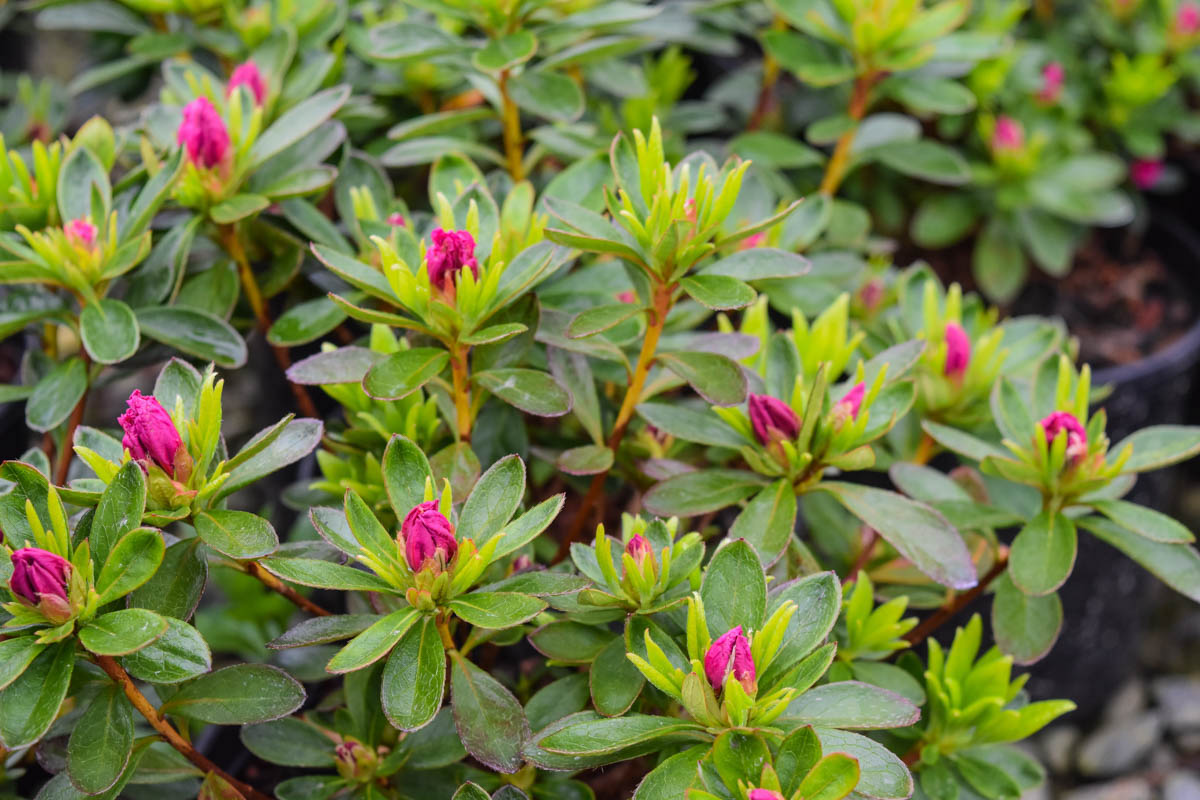 Azalea Girard’s Fuchsia | Dazzling Magenta Blooms & Evergreen – Plants4Home