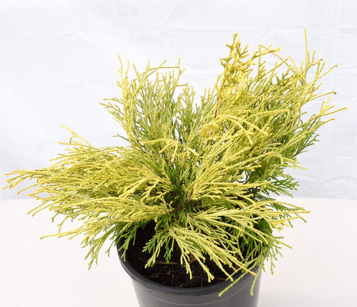 Golden Mop Threadleaf False Cypress – Plants4Home
