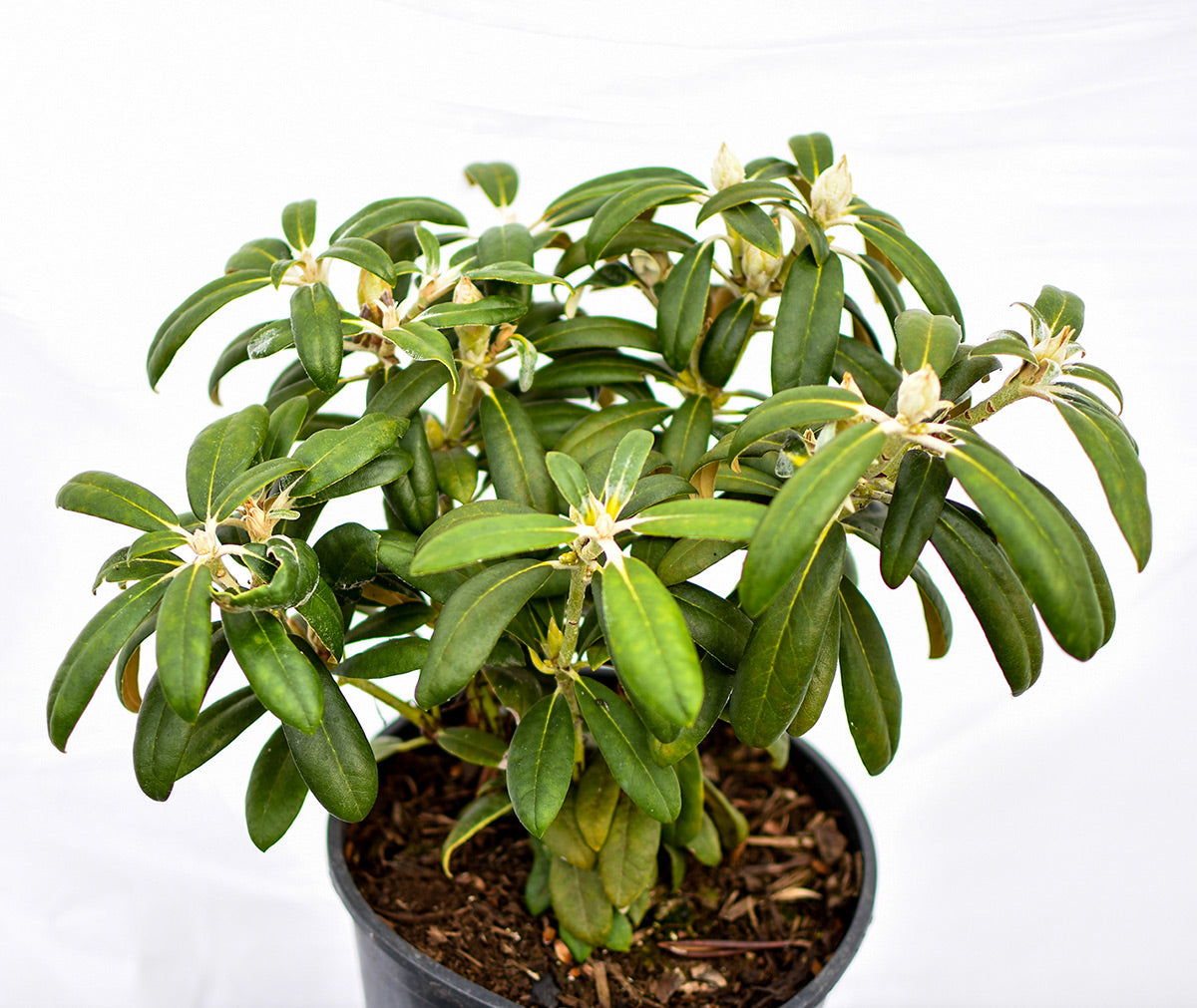 Yaku Prince Rhododendron – Plants4Home