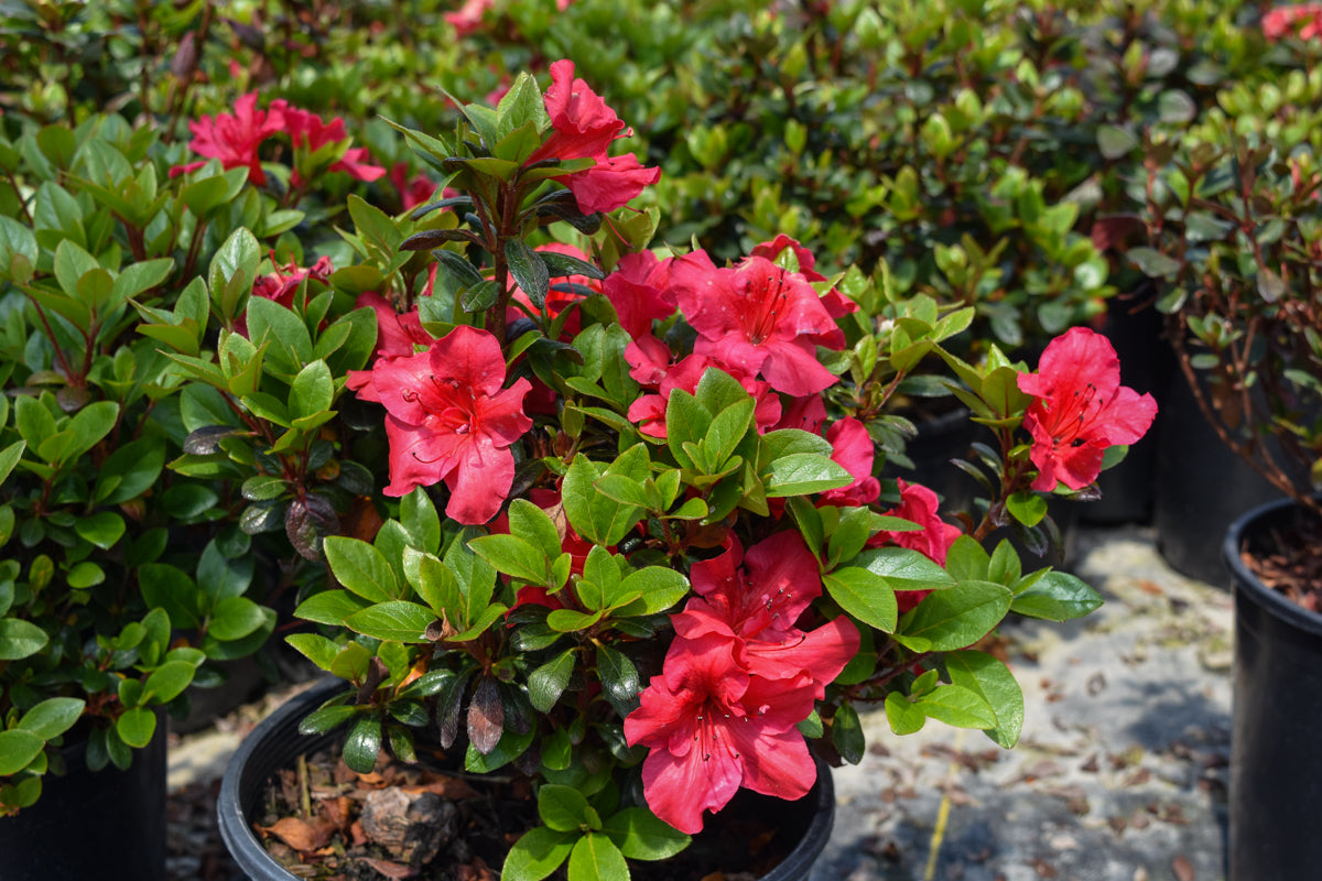 Azalea Satsuki Higasa | Vibrant Late-Blooming Elegance – Plants4Home