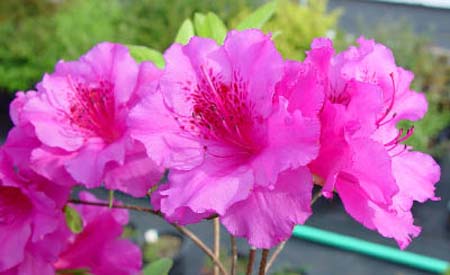 Shinyo-no-suki Azalea glossy green leaves deeply edged dark rose pink ...
