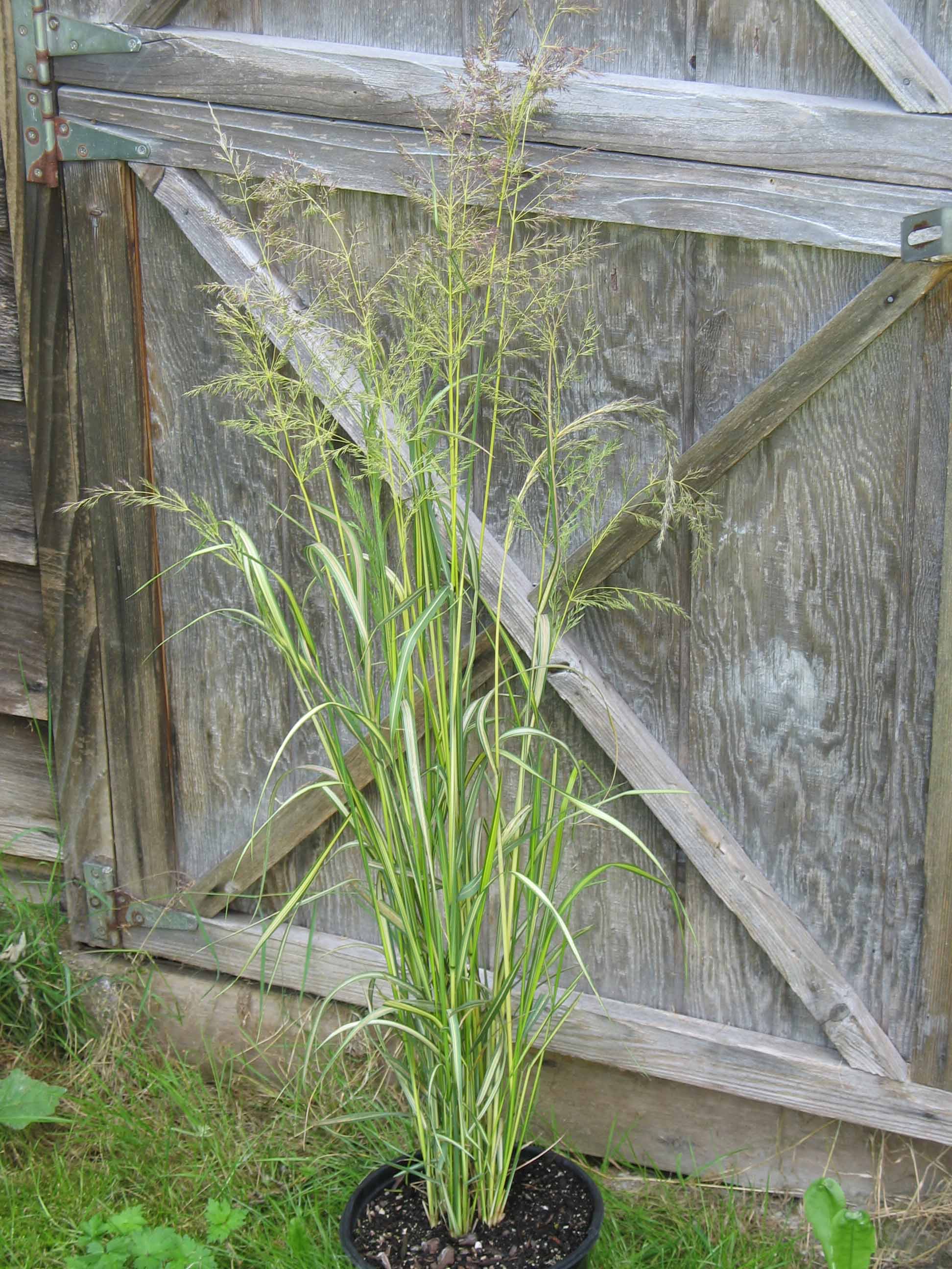 Calamagrostis acuti. 'Eldorado' Reed Grass – Plants4Home