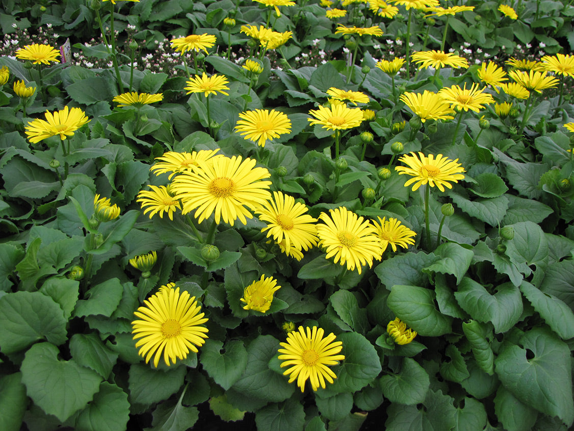 Doronicum ‘Little Leo’ | Early-Blooming Leopard’s Bane – Plants4Home