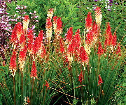 Orange Vanilla Popsicle Red Hot Poker two-toned flower spikes red ...