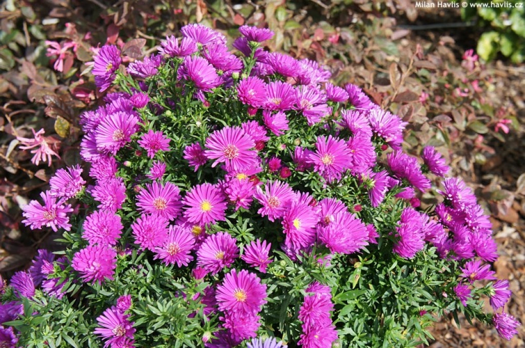 Aster Magic Pink – Plants4Home