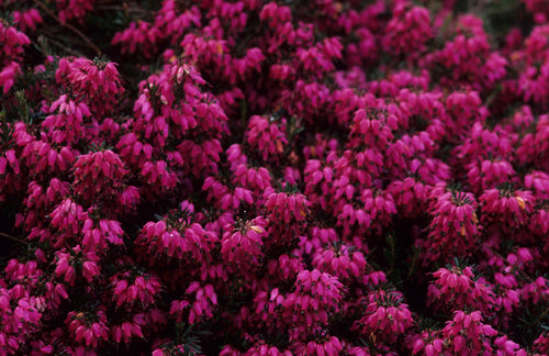 Erica ‘Myretoun Ruby’ | Winter Heather That Keeps on Shining – Plants4Home