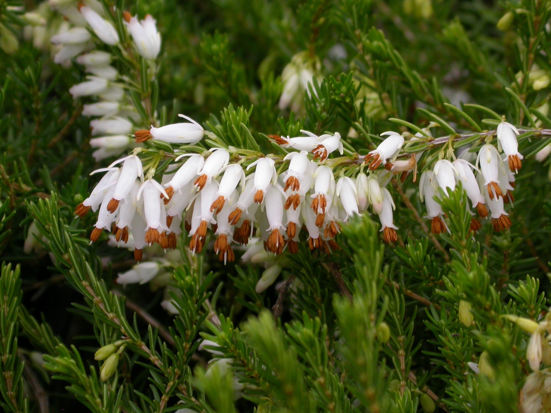 Erica ‘Springwood White’ | Pure White Winter-Blooming Heather – Plants4Home