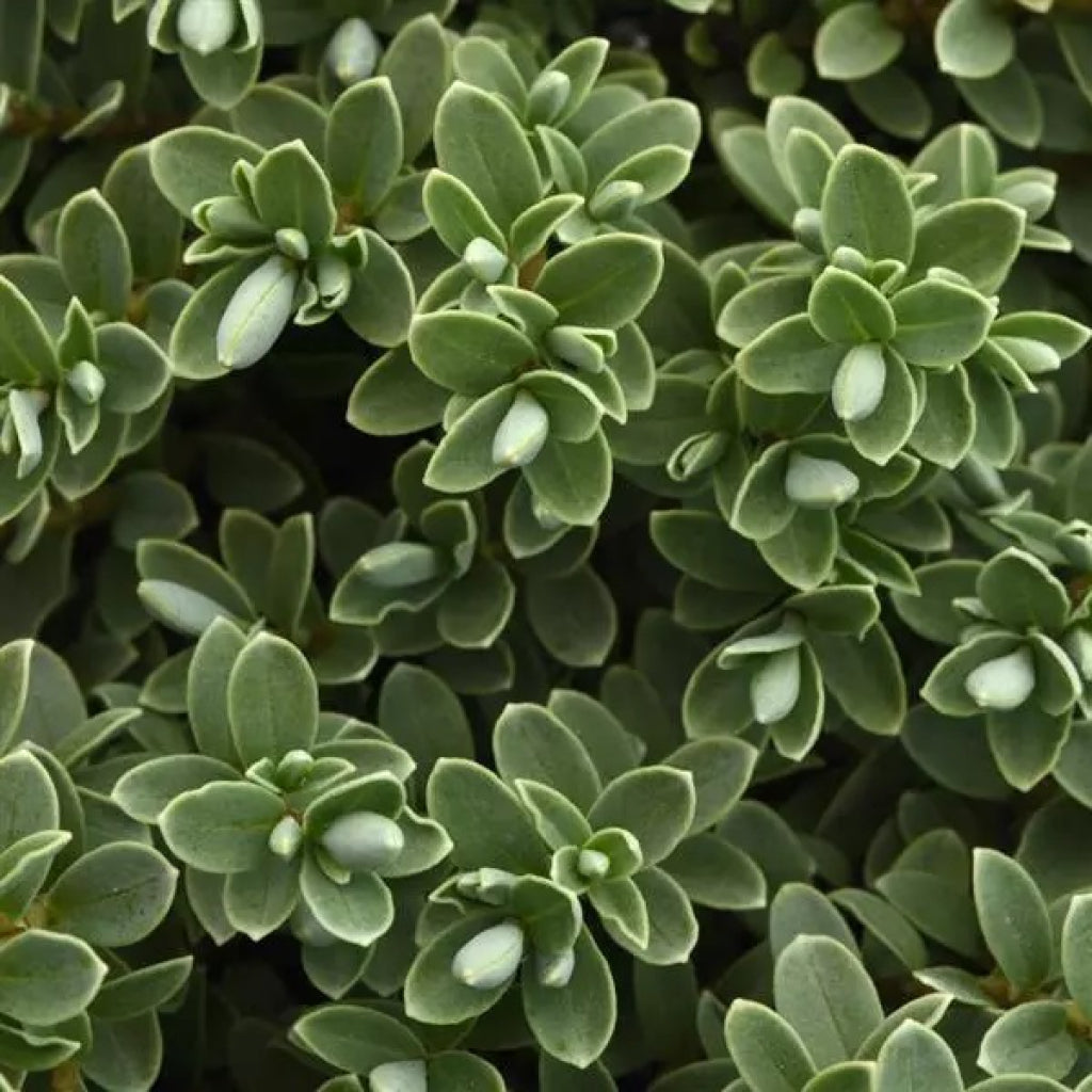 Hebe 'Sidekicks Robin' – Plants4Home