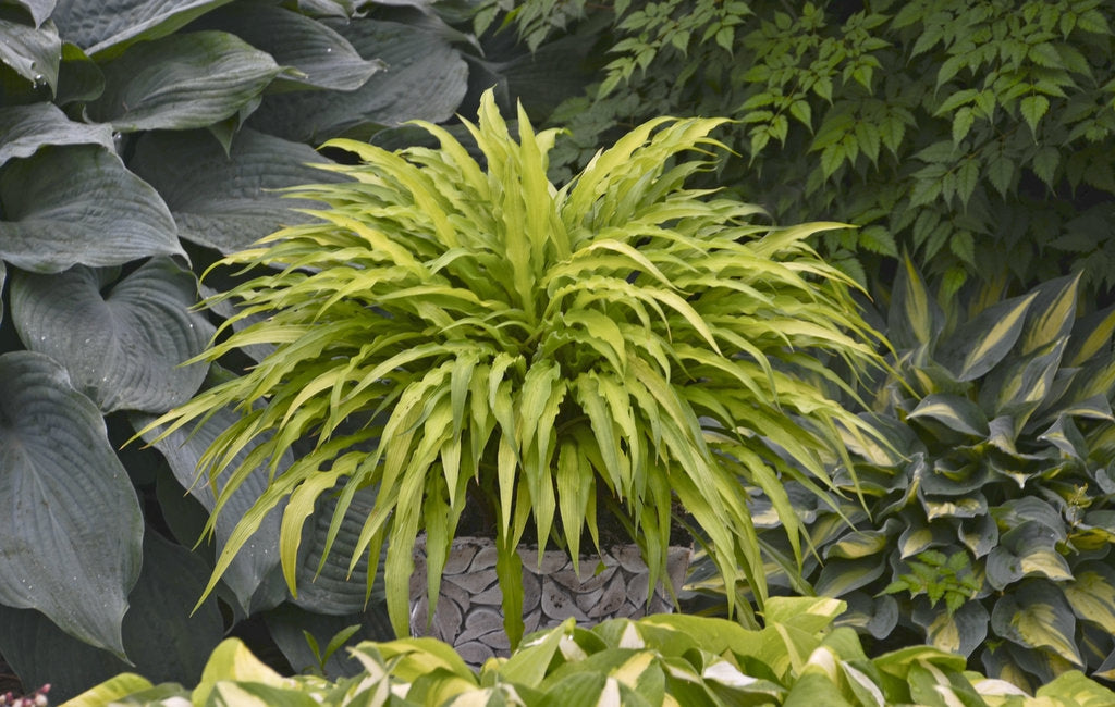 Hosta ‘Curly Fries’ | Unique, Ruffled Foliage for Shade Gardens ...