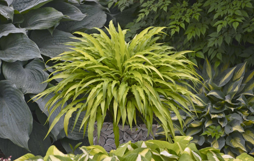 Hosta ‘Curly Fries’ | Unique, Ruffled Foliage for Shade Gardens ...