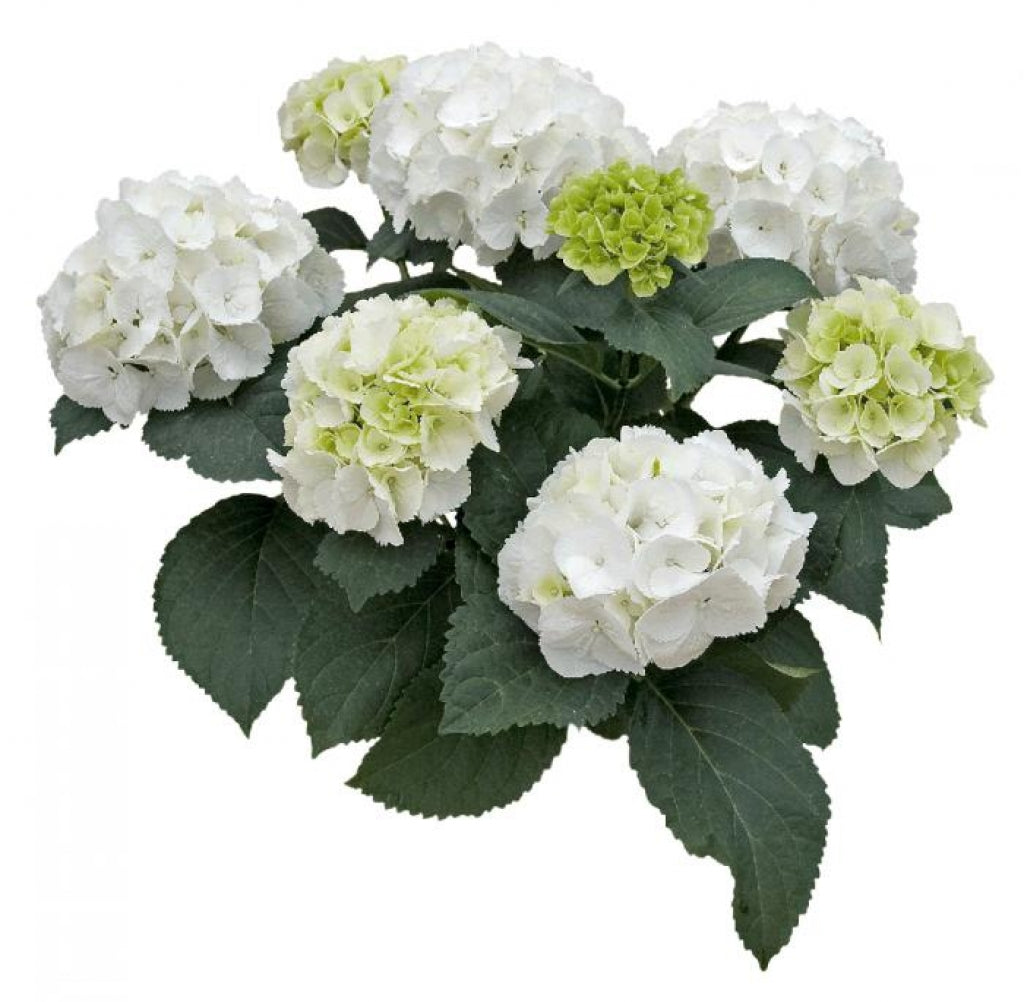 Saxon Alaska White Hydrangea – Plants4Home