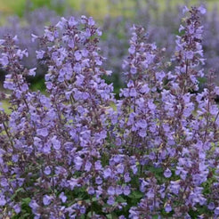 Nepeta 'Kitten Around' | Compact, Long-Blooming Catmint – Plants4Home