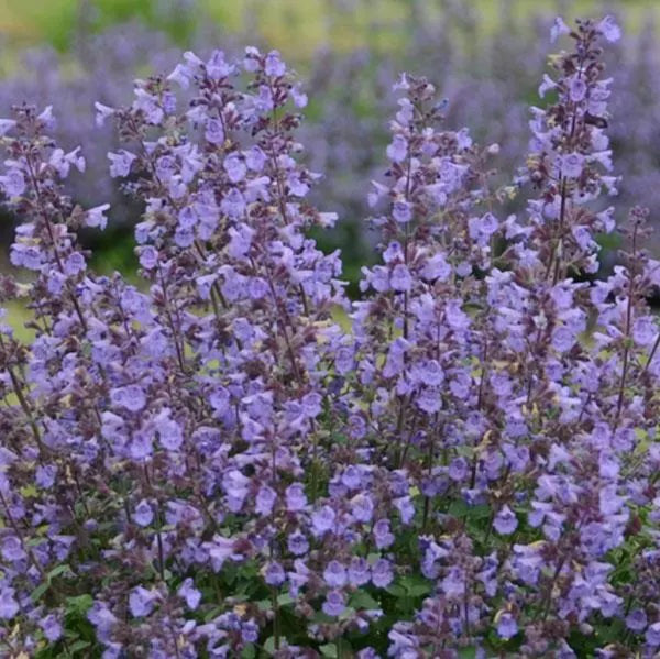 Nepeta 'Kitten Around' | Compact, Long-Blooming Catmint – Plants4Home