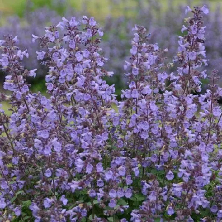 Nepeta 'Kitten Around' | Compact, Long-Blooming Catmint – Plants4Home